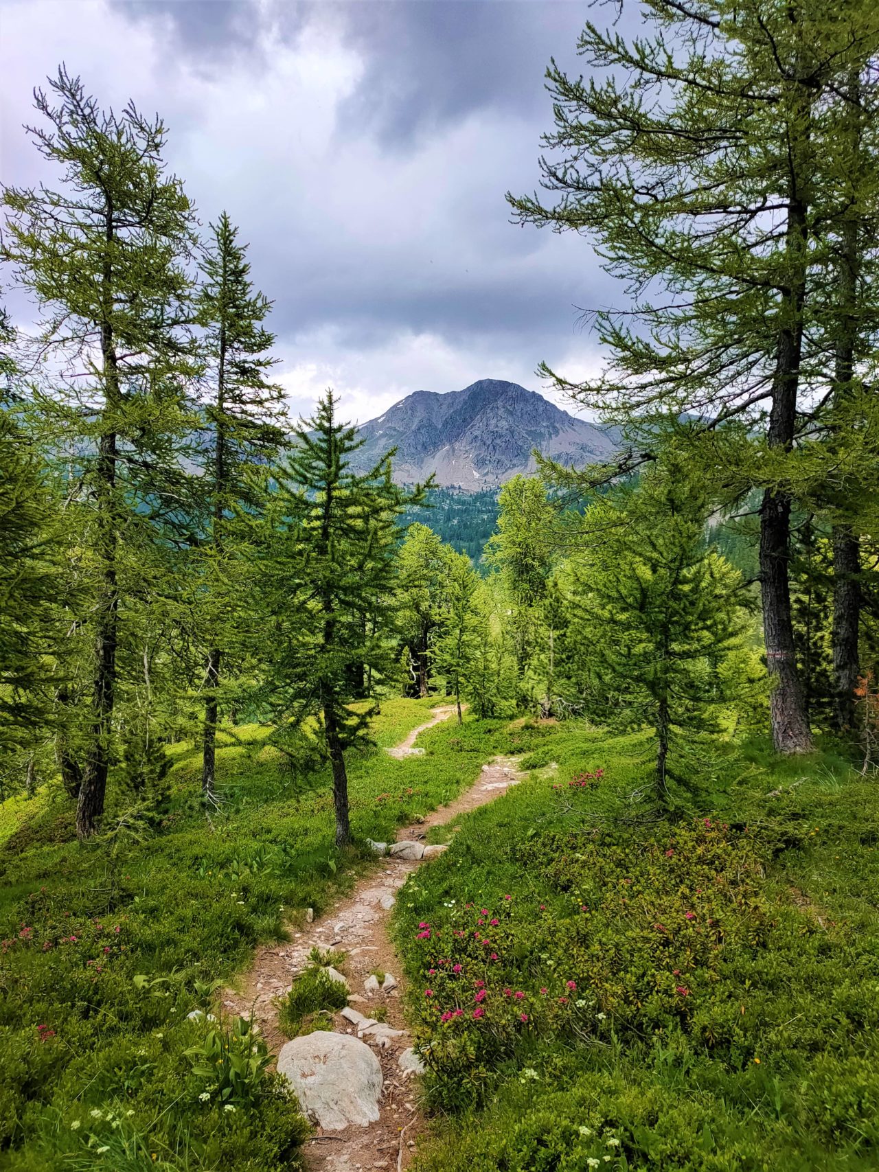 Les bienfaits de la marche en forêt - Amélie Verdebout